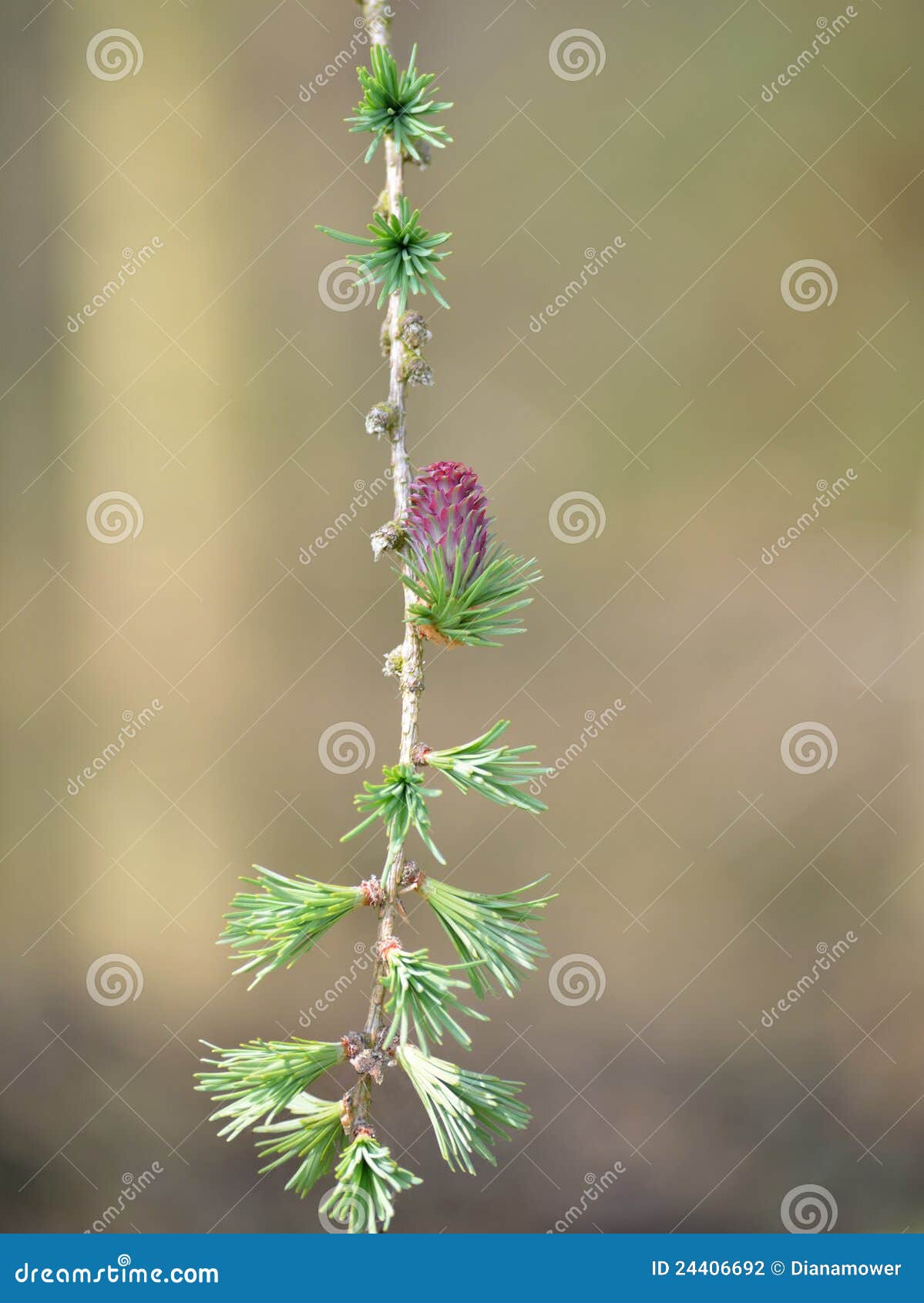 Larch Tree Branch stock photo. Image of woodland, coniferous - 24406692