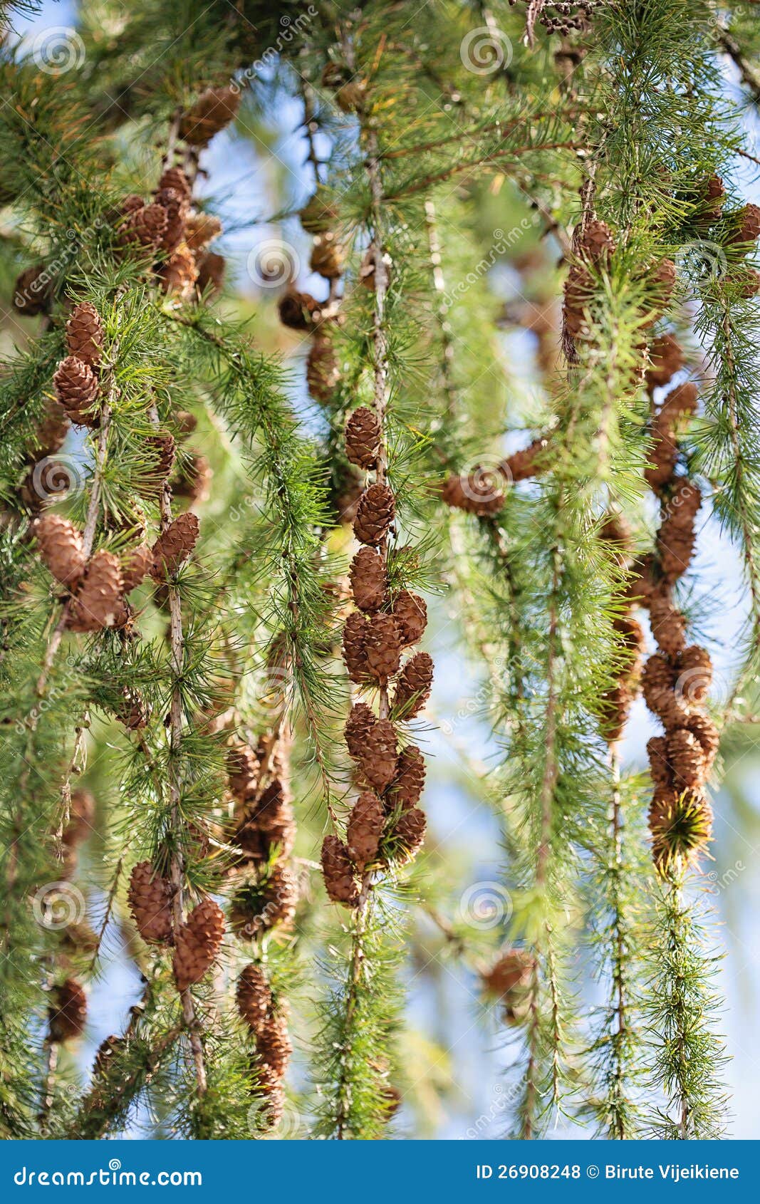 Larch tree branch stock photo. Image of decidua, larch - 26908248