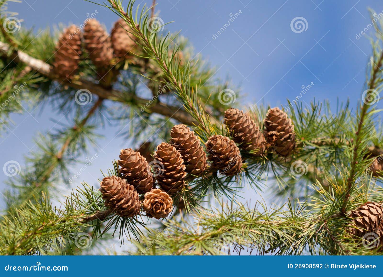Larch tree branch stock photo. Image of leaf, nature - 26908592