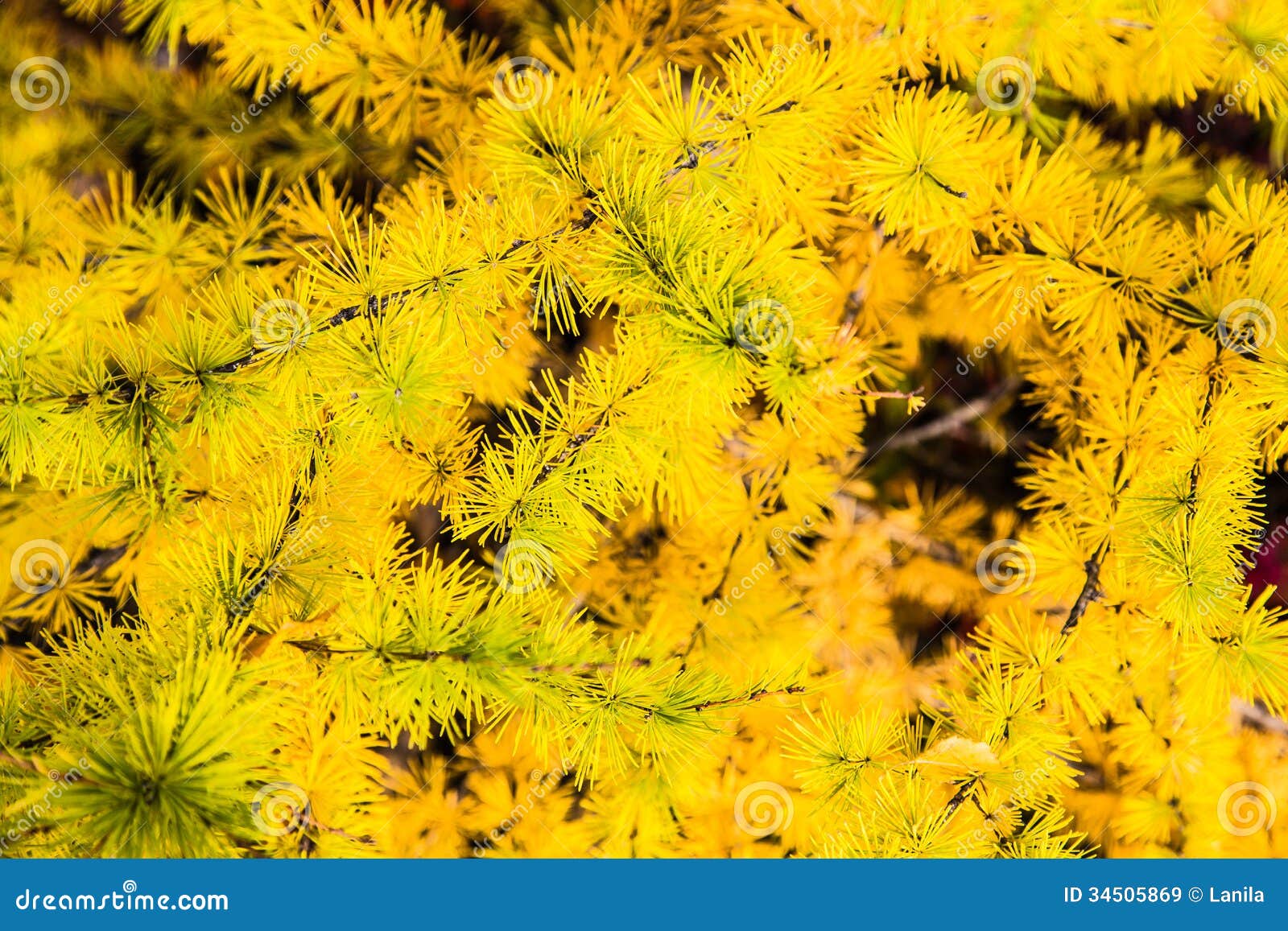 Larch tree branch stock image. Image of wildlife, needle - 34505869