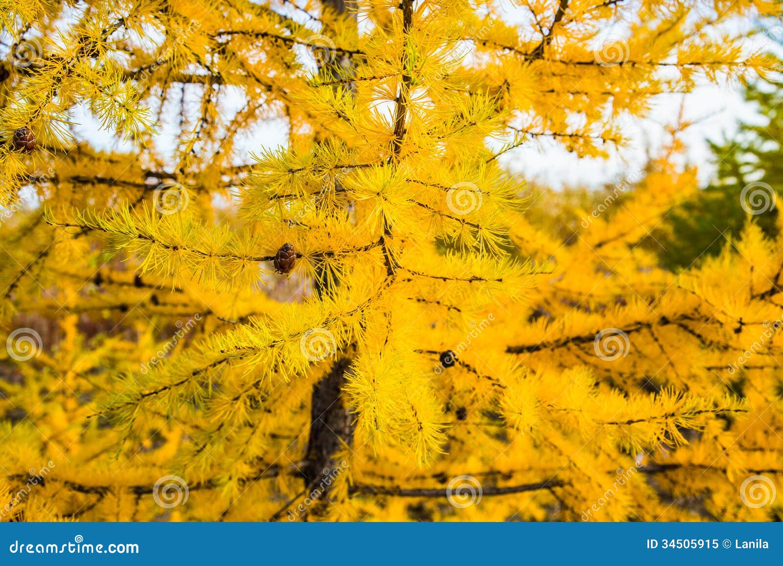 Larch tree branch stock image. Image of coniferous, branch - 34505915