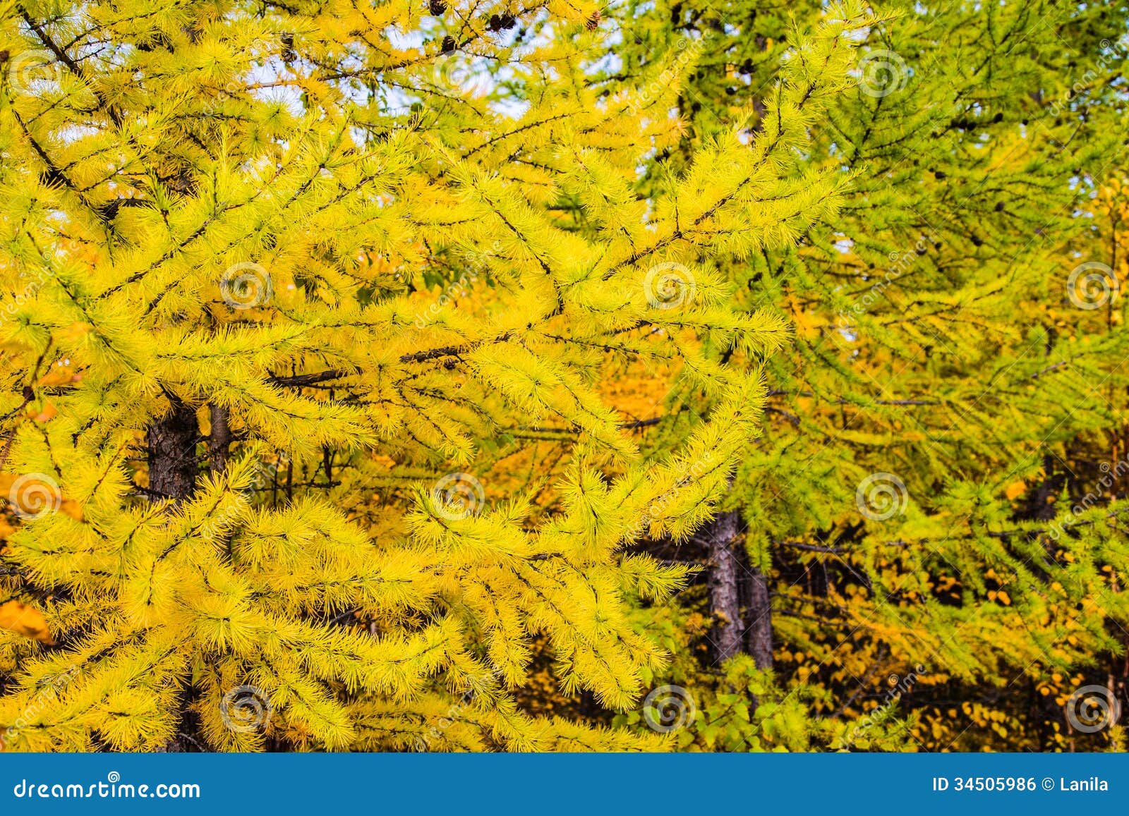 Larch tree branch stock photo. Image of seasons, conifer - 34505986