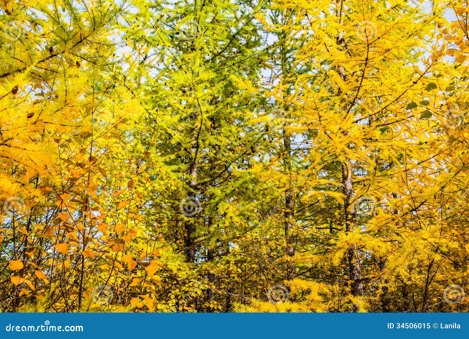 Larch tree branch stock image. Image of twig, branches - 34506015