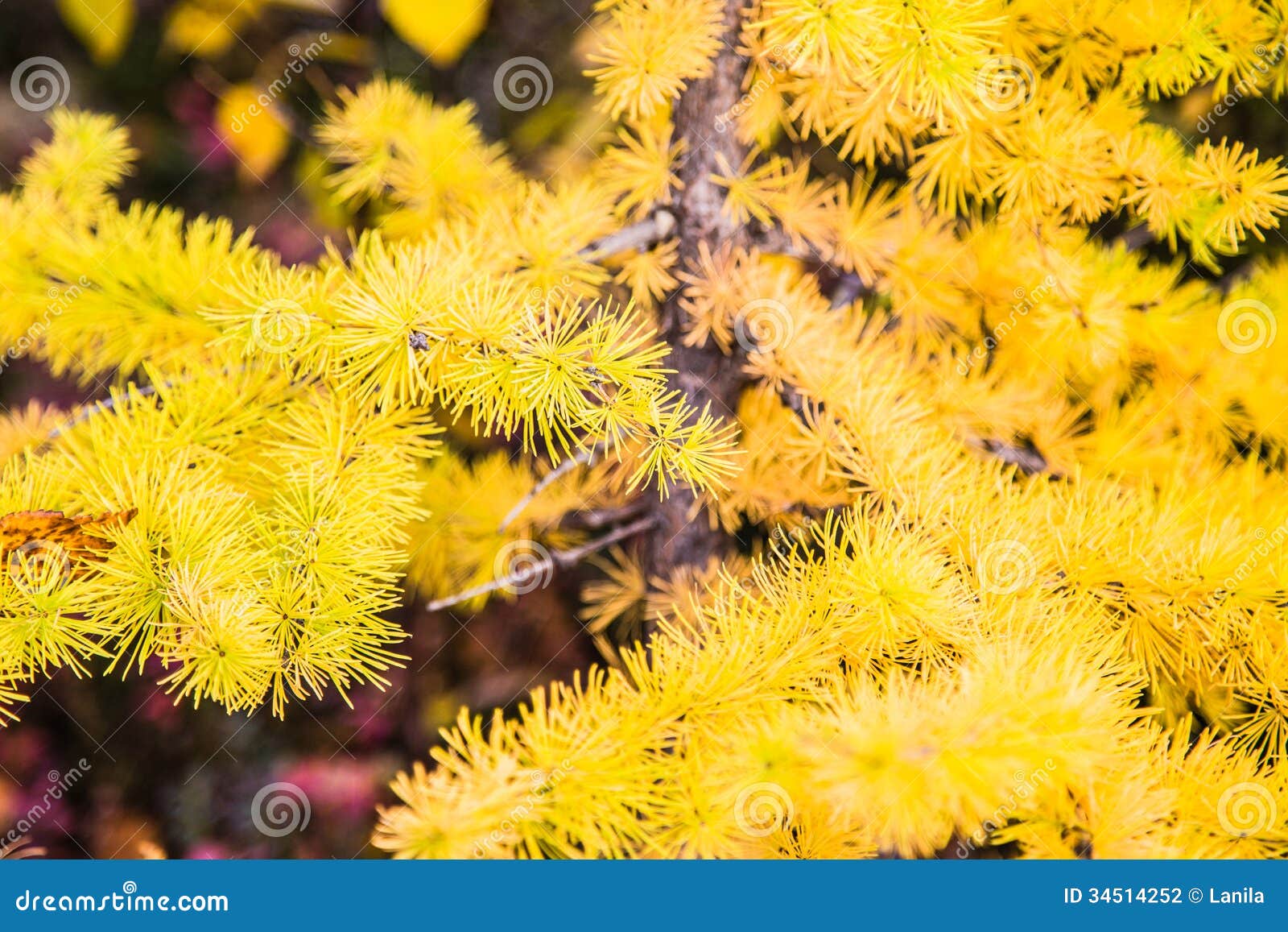 Larch tree branch stock photo. Image of nature, flora - 34514252