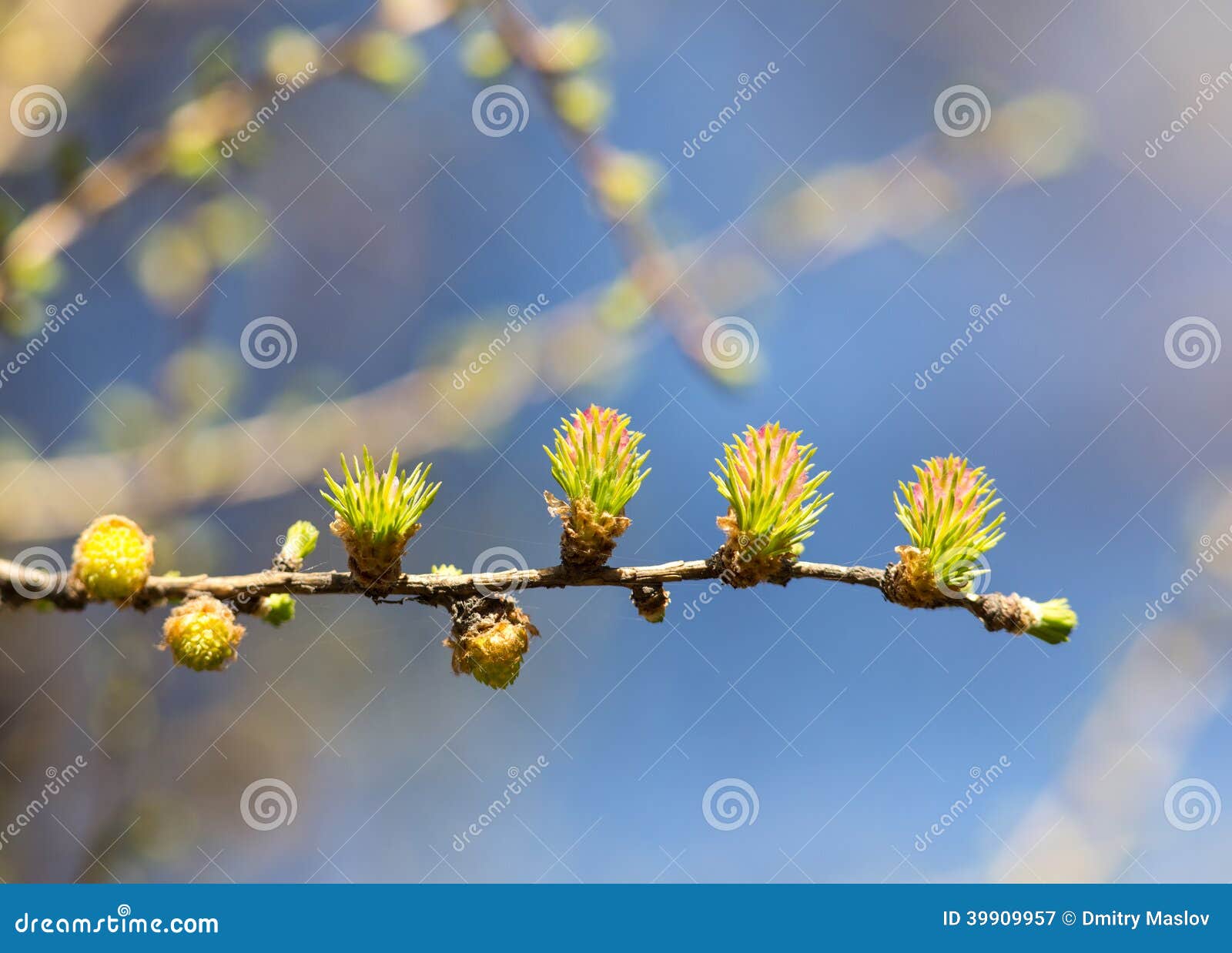 Larch tree branch stock image. Image of larch, season - 39909957