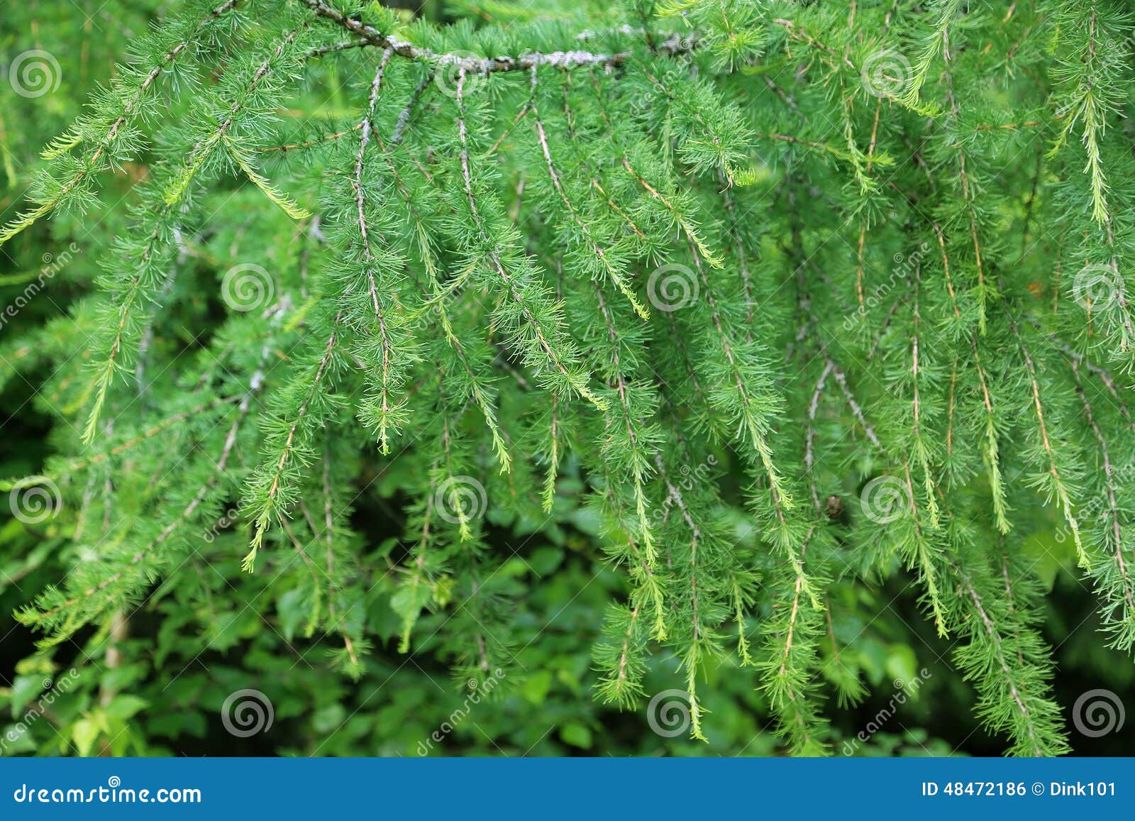 Larch tree branch stock photo. Image of summer, coniferous - 48472186