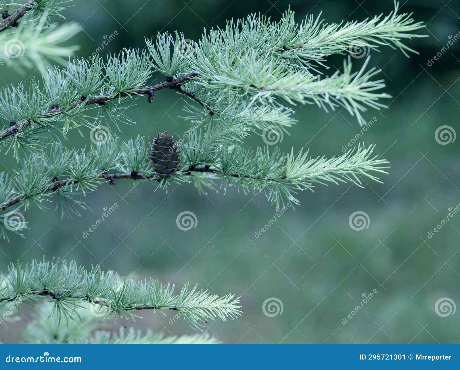 Larch Tree Branch with Cone Stock Image - Image of larch, spruce: 295721301