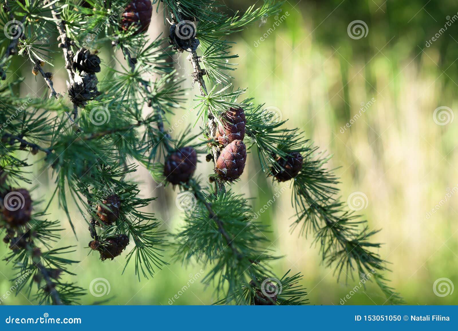 Larch tree branch. stock photo. Image of coniferous - 153051050