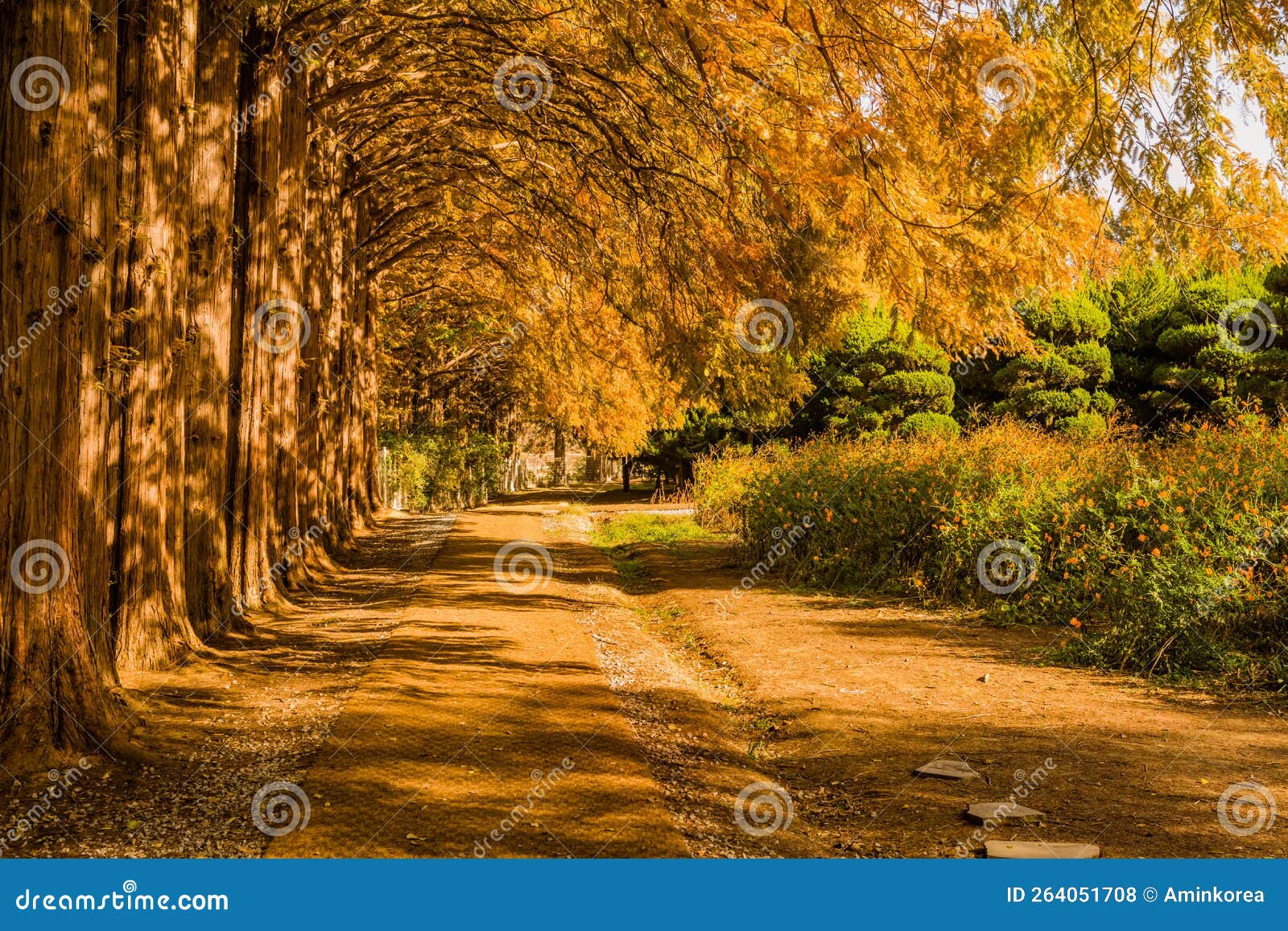 Larch Tree Branches Bathed in Sunlight Stock Photo - Image of iksan ...