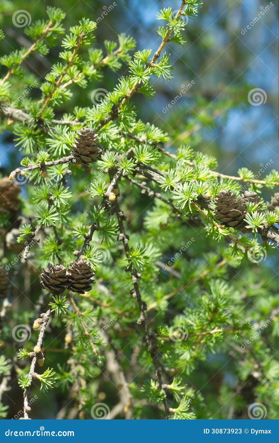 Larch Tree Branches with Cones in Spring Stock Image - Image of larch ...