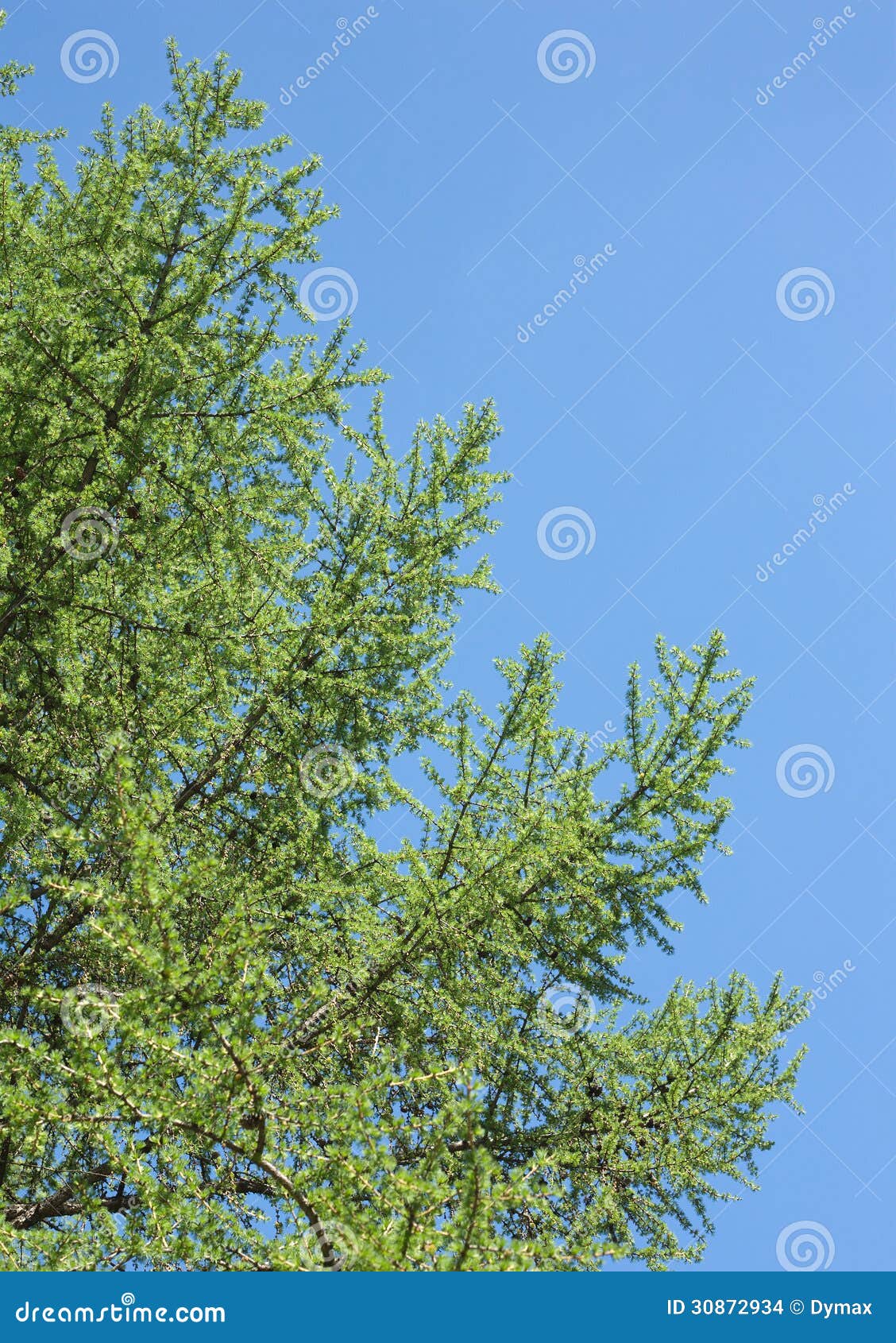 Larch Tree Branchess in Spring Stock Photo - Image of outdoor, needles ...
