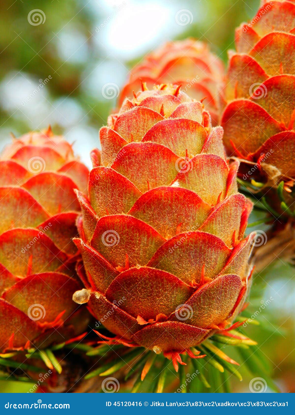 Larch tree cones stock photo. Image of garden, colorful - 45120416