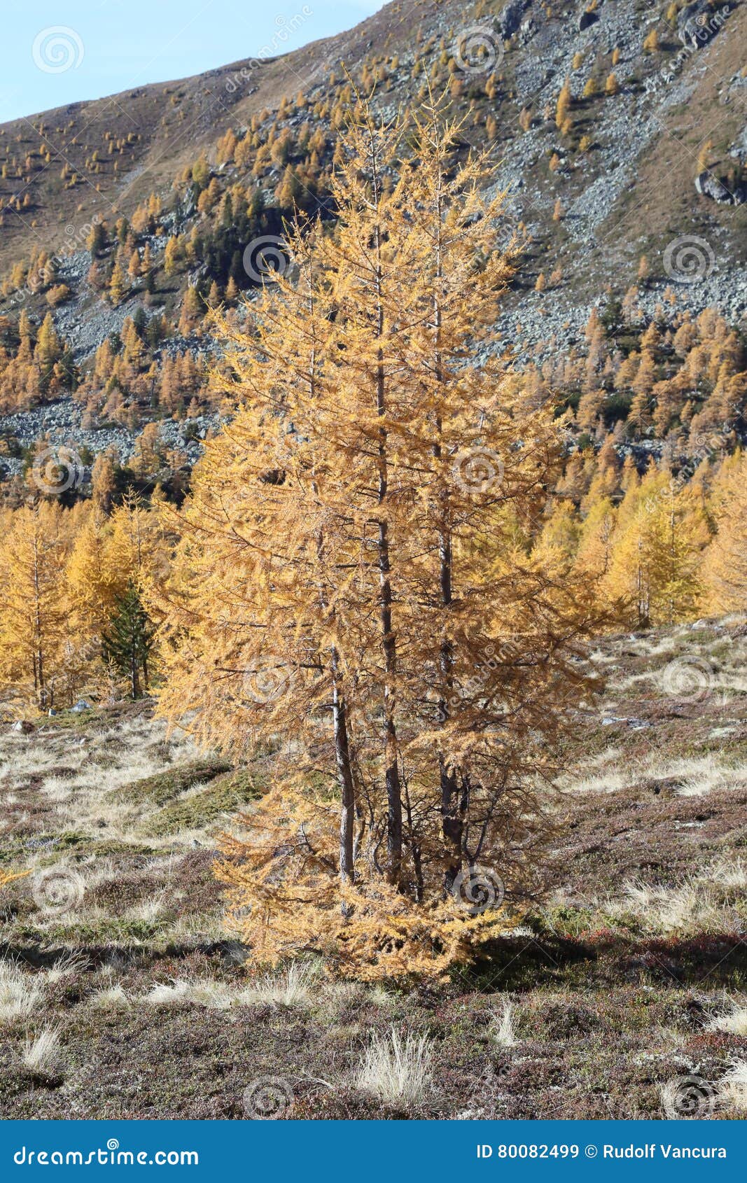 Larch tree in fall foliage stock image. Image of hills - 80082499