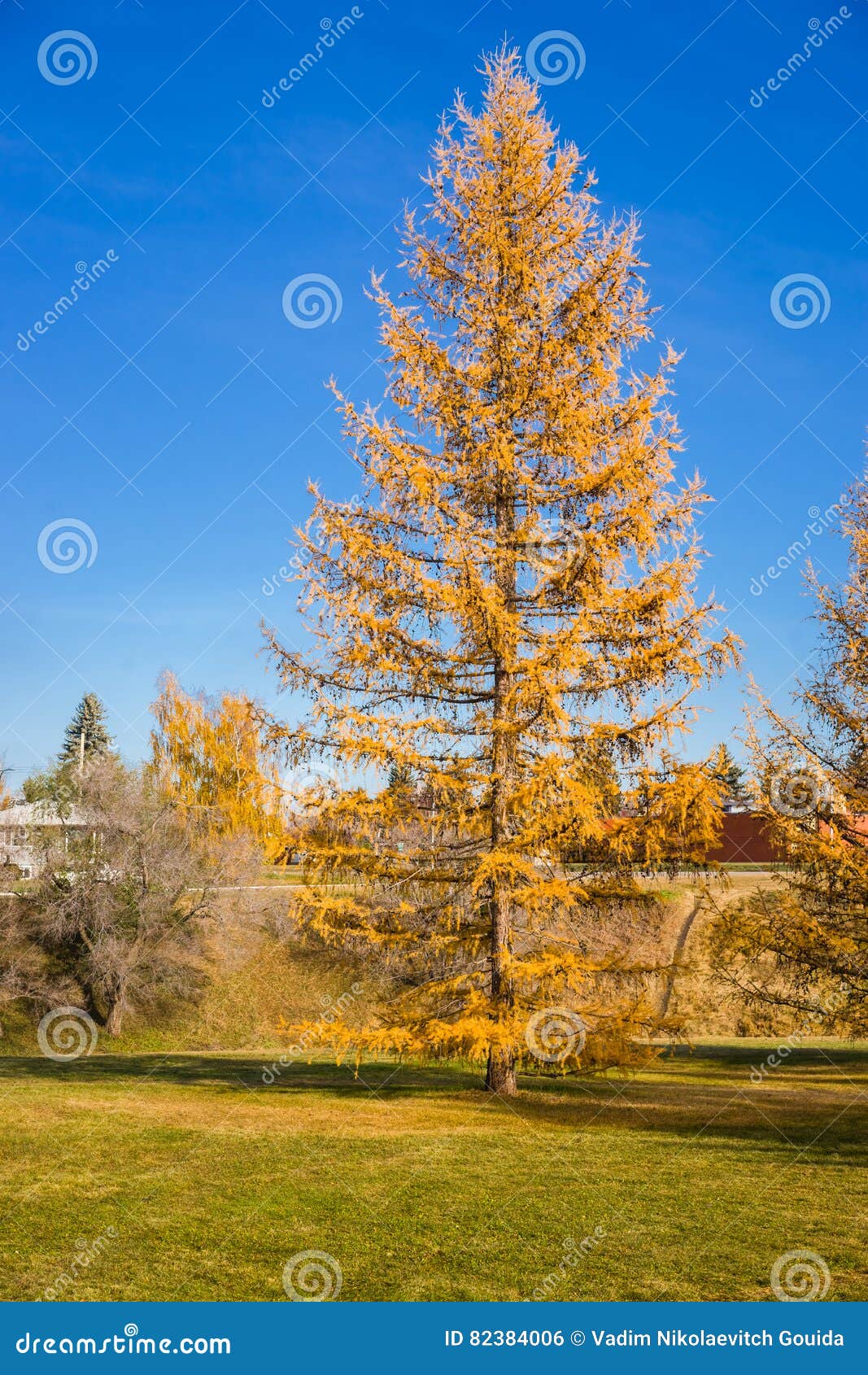 Larch tree in fall stock photo. Image of yellow, urban - 82384006