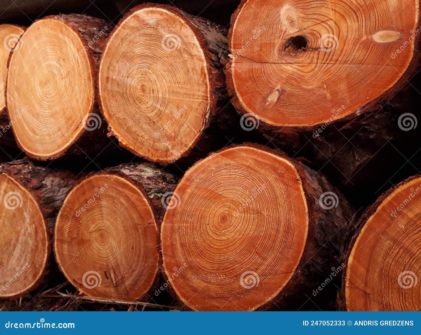 Larch tree firewood block stock image. Image of flooring - 247052333