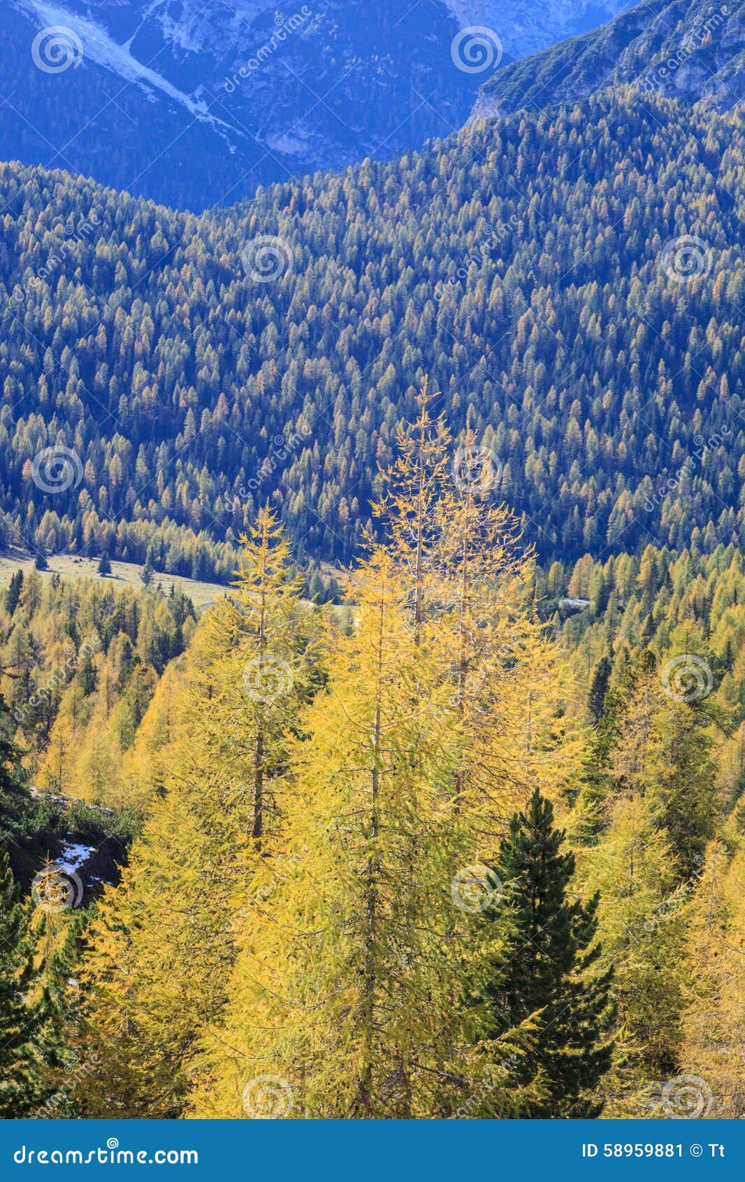 Larch tree forest stock image. Image of area, view, tree - 58959881