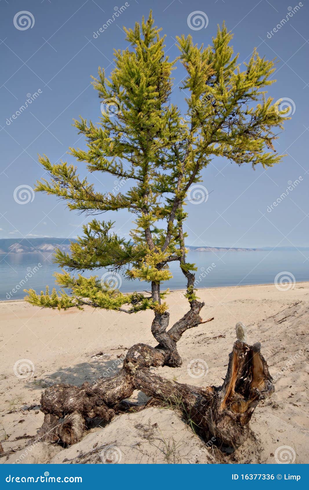Larch Tree and Roots on Sand, Coast of Baikal Lake Stock Photo - Image ...