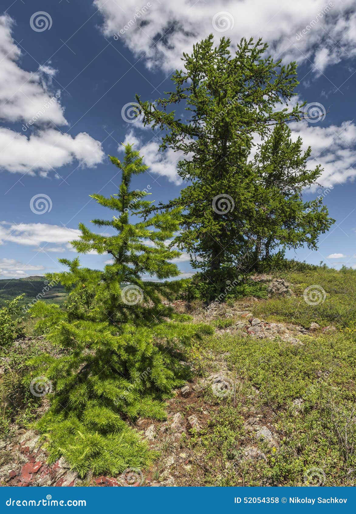 Larch Tree in the Ural Mountains. Stock Photo - Image of natural ...