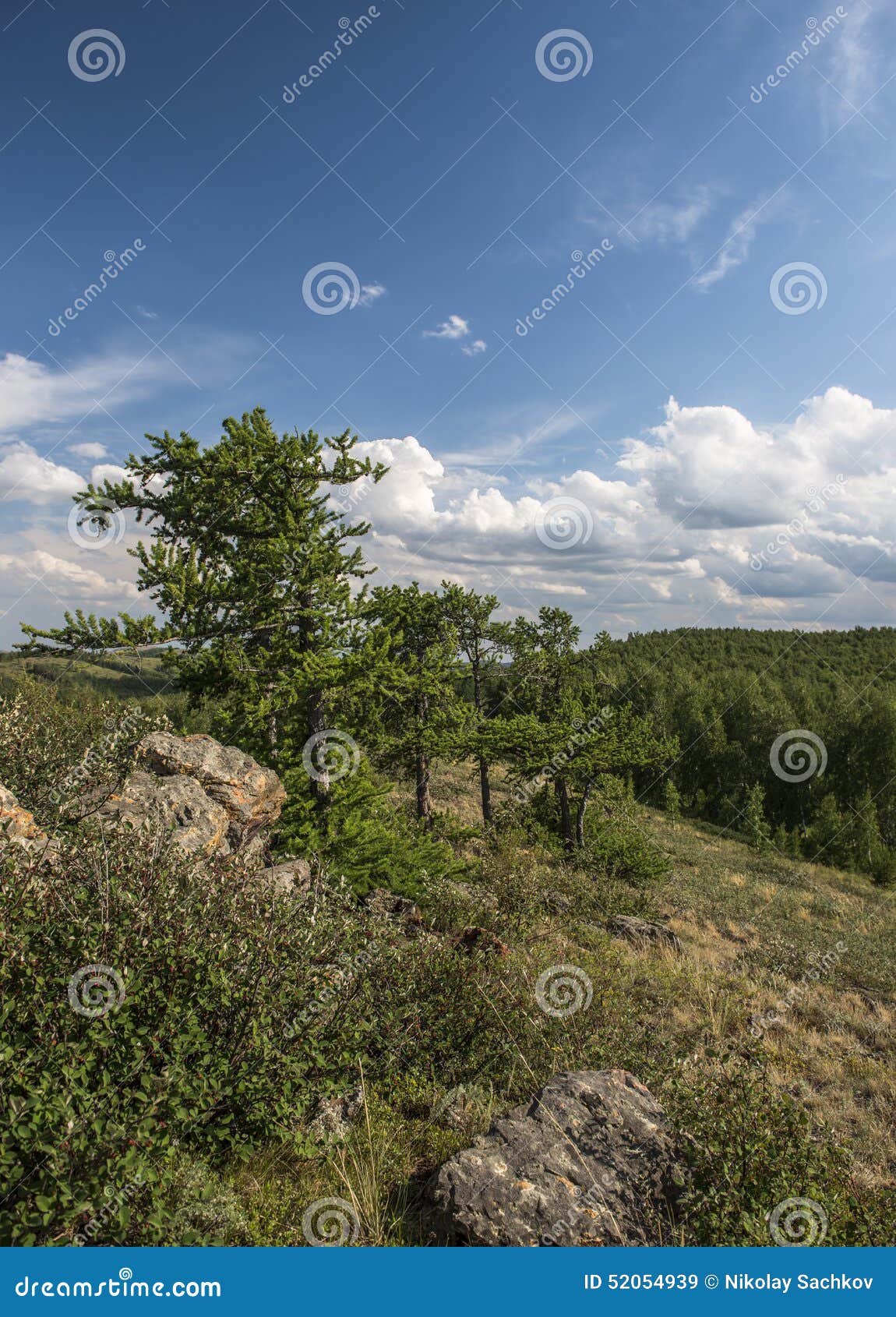 Larch Tree in the Ural Mountains. Stock Image - Image of scenic ...