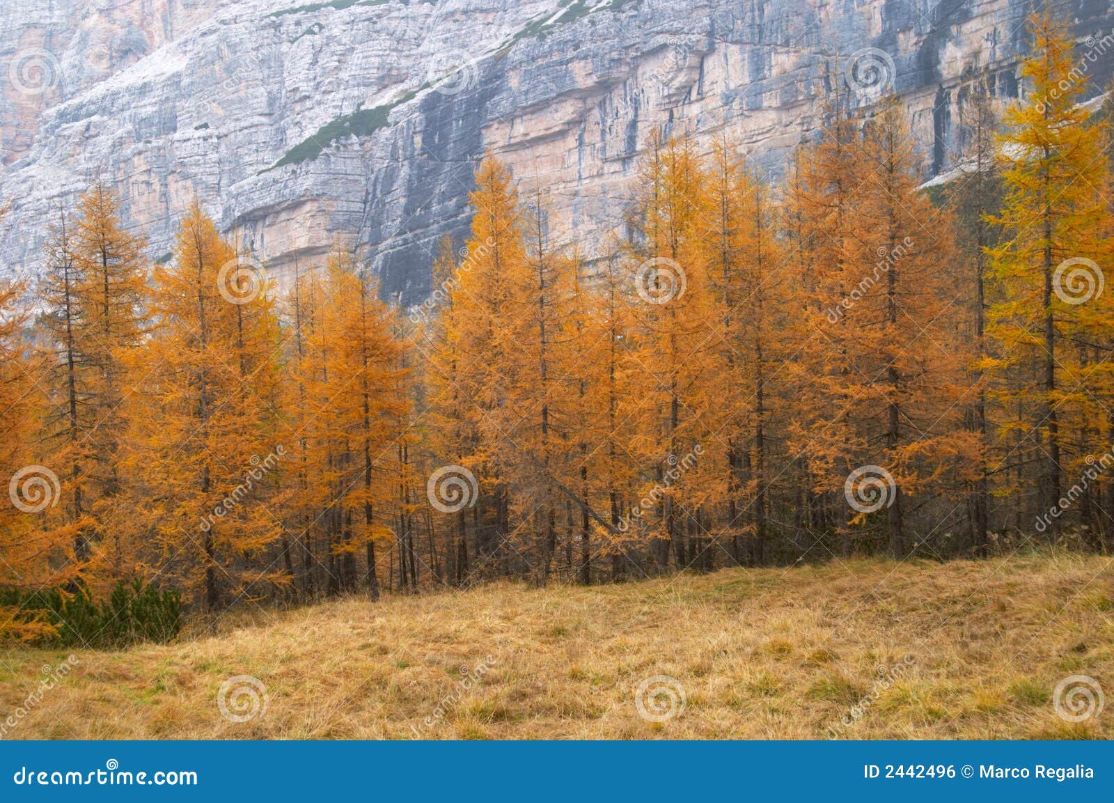 Larch trees in autumn stock photo. Image of leaves, yellow - 2442496