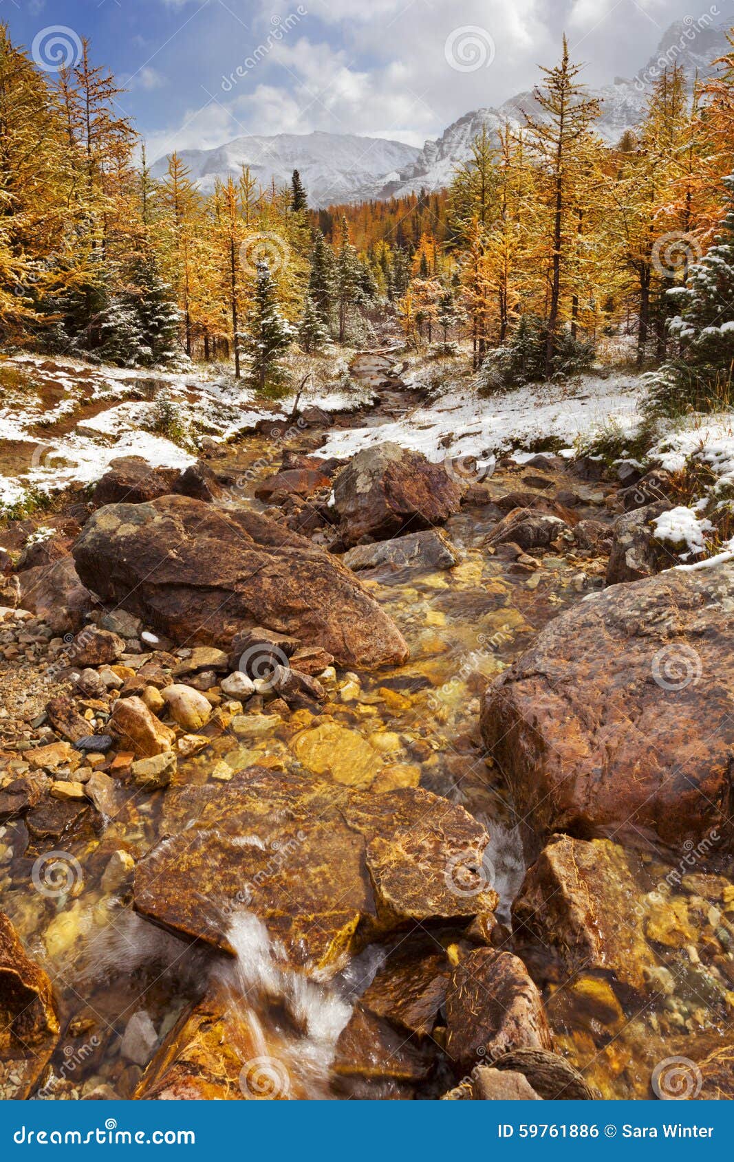 Larch Trees in Fall after First Snow, Banff NP, Canada Stock Photo ...
