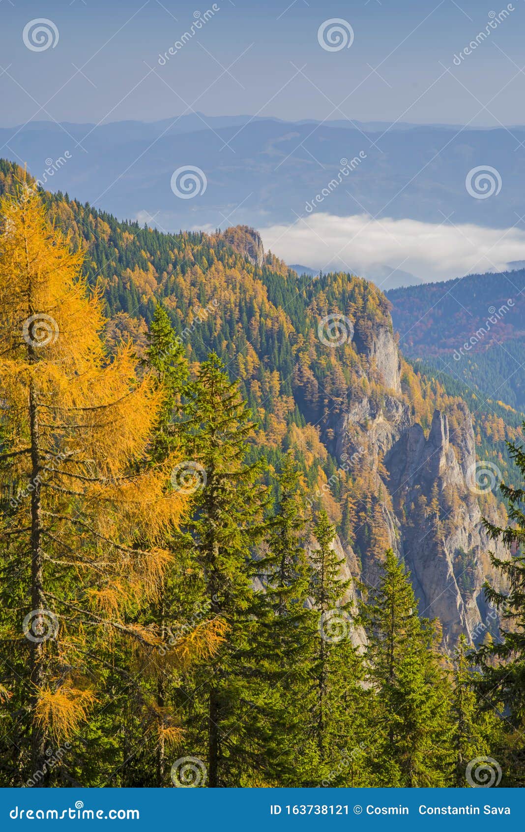 Larch Trees in Green Forest Stock Image - Image of cloud, forest: 163738121