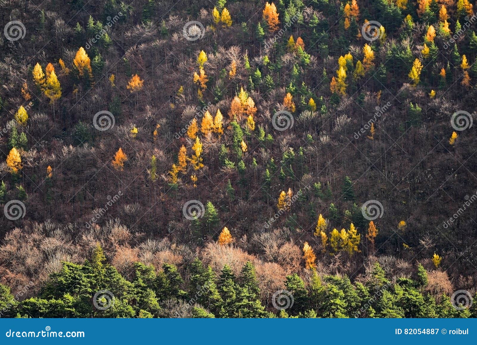 Larch Trees and Pine Trees in Autumn Season Stock Image - Image of ...