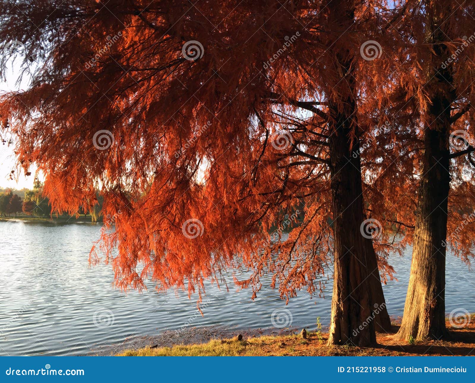 Larch trees stock photo. Image of foliage, parkromania - 215221958
