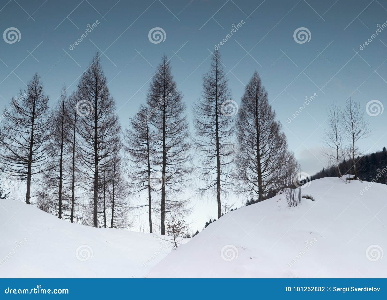 Larch trees in winter snow stock photo. Image of park - 101262882