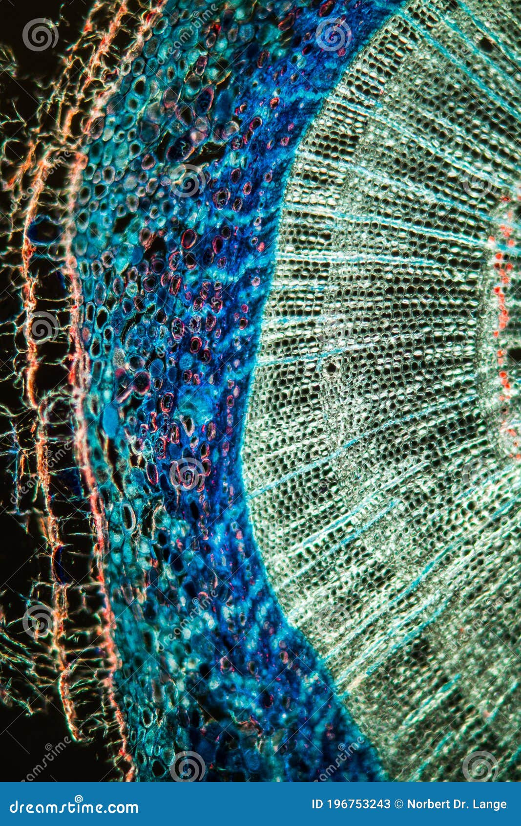 Larch Cross Section Of Tree Trunk Showing Rings Isolated On White ...