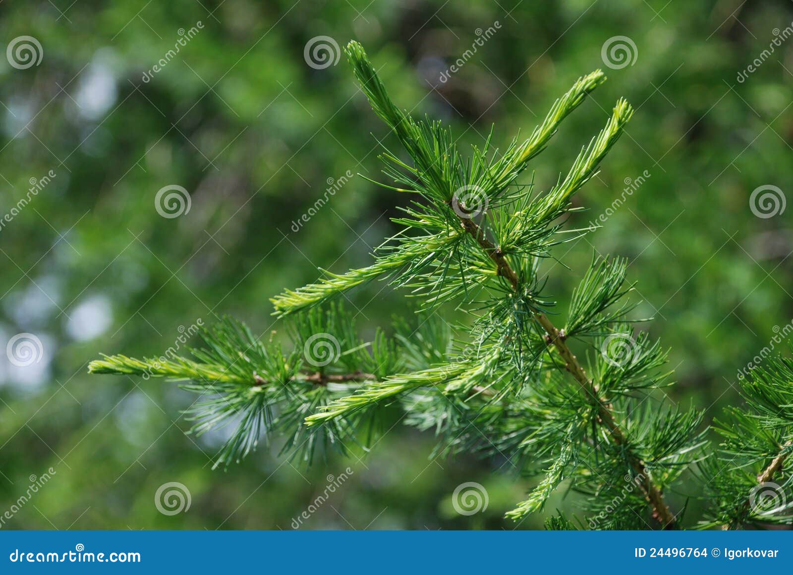 Larch twig stock photo. Image of green, branch, pine - 24496764