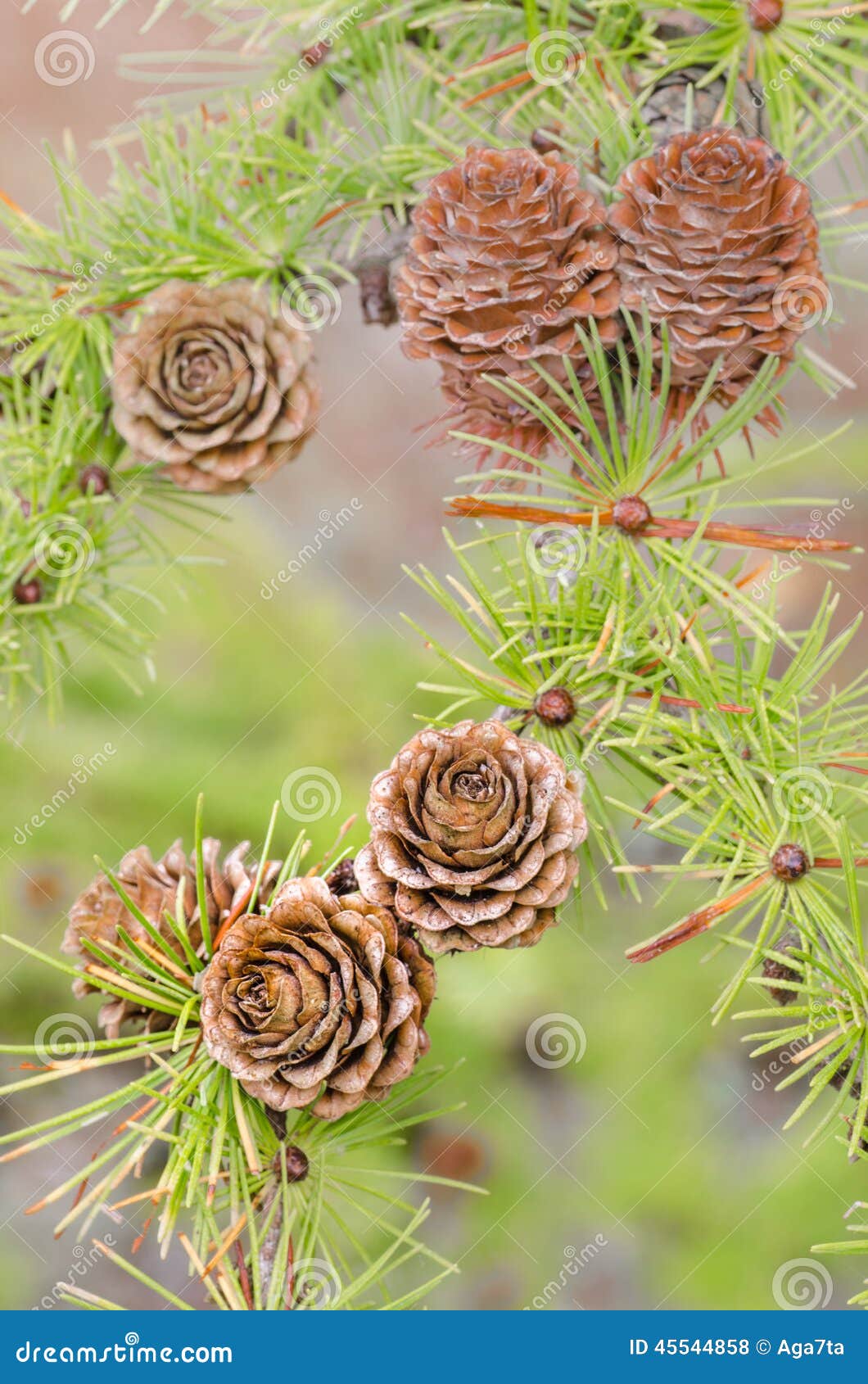 Larch twig with cones stock photo. Image of cones, environment - 45544858