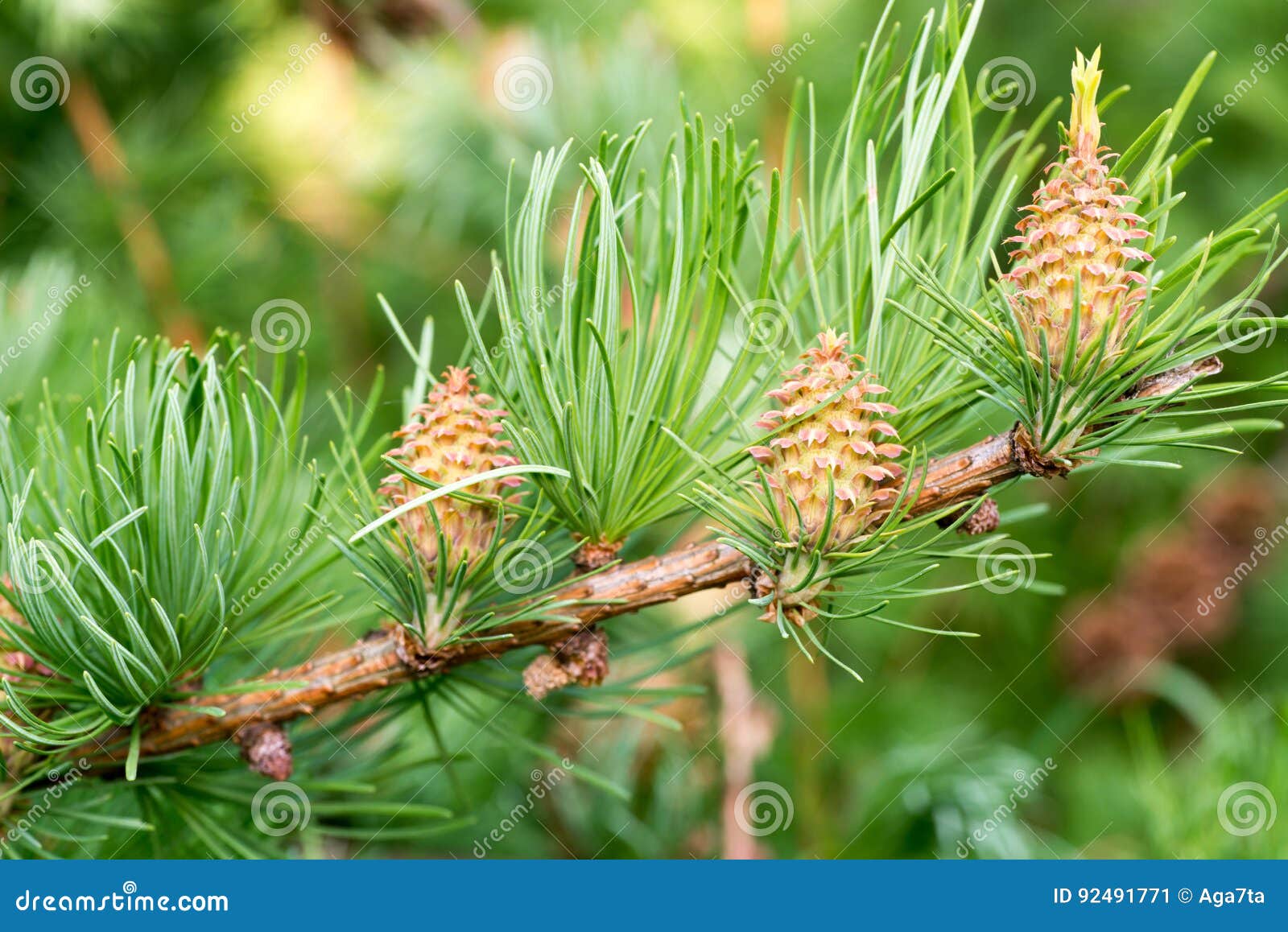 Larch twig with cones stock image. Image of blossom, larch - 92491771