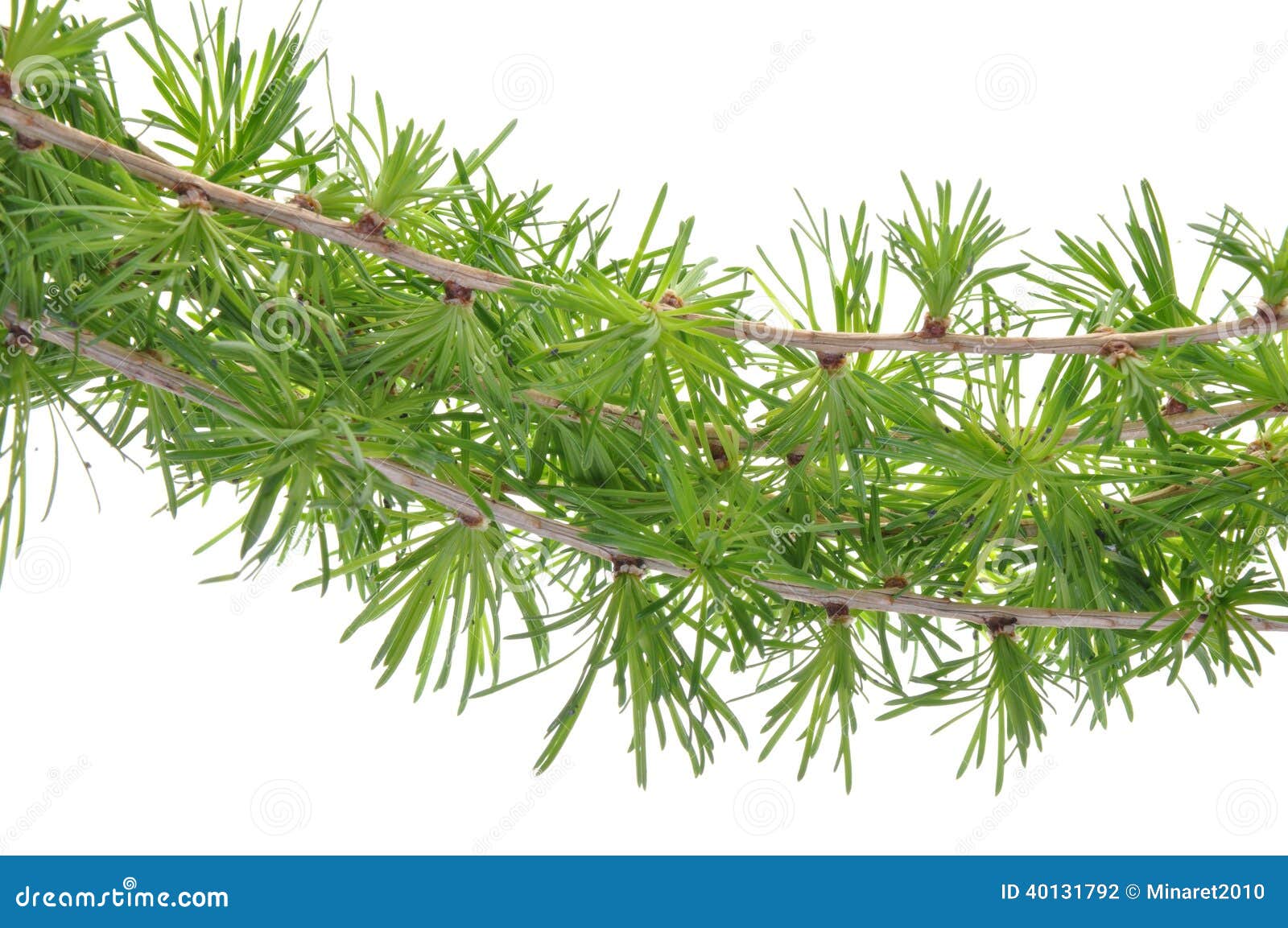 Larch twigs in spring stock photo. Image of branch, flora - 40131792