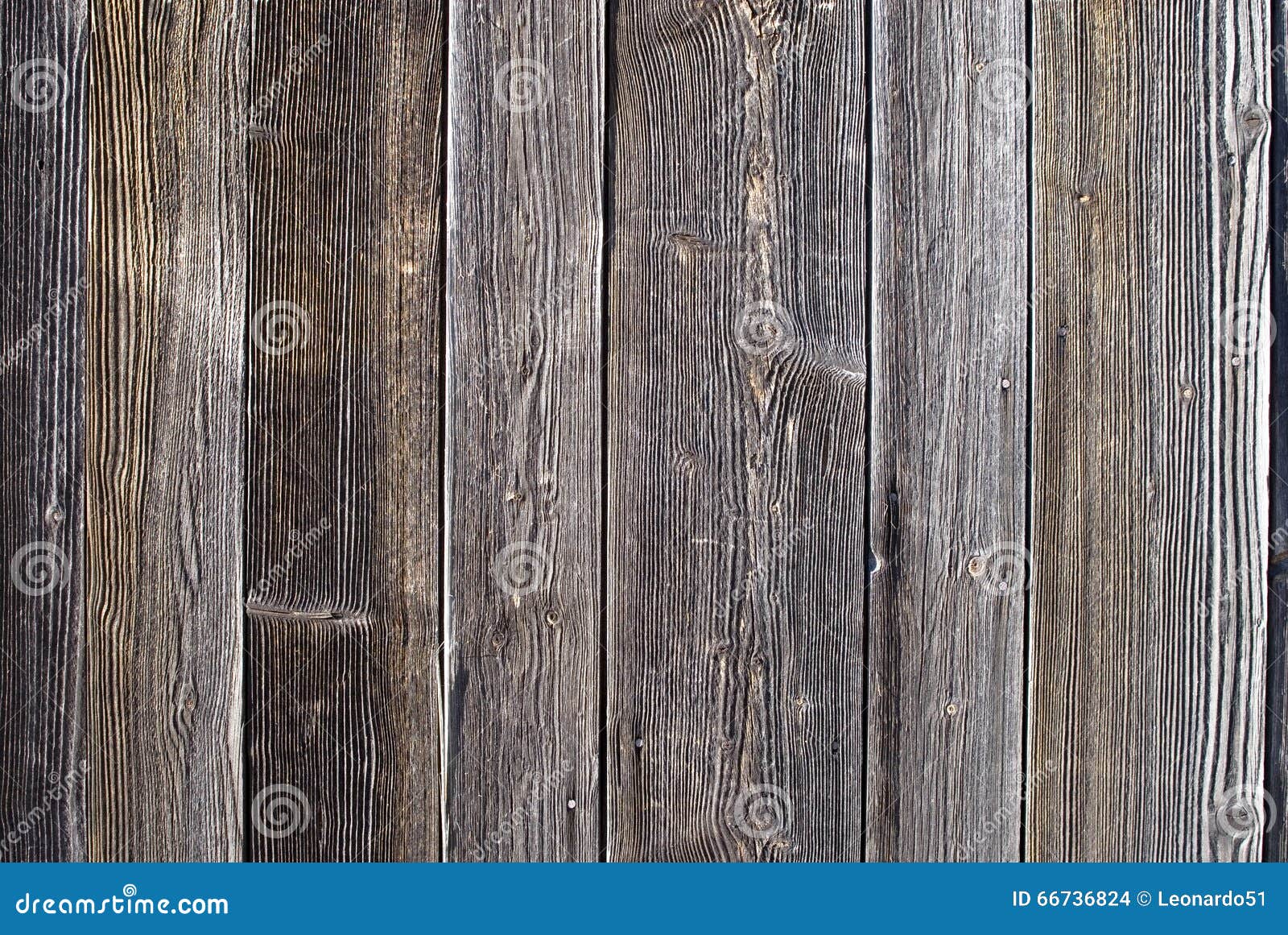 Larch wood stock photo. Image of larch, background, wood - 66736824