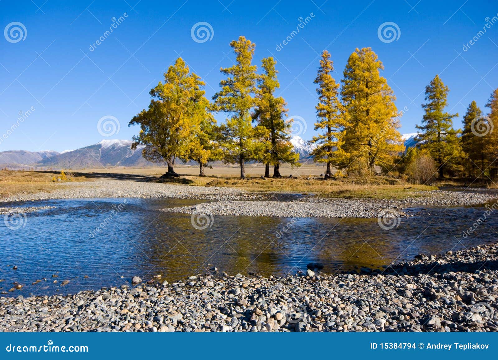 Larches stock photo. Image of bark, branch, frozen, coniferous - 15384794