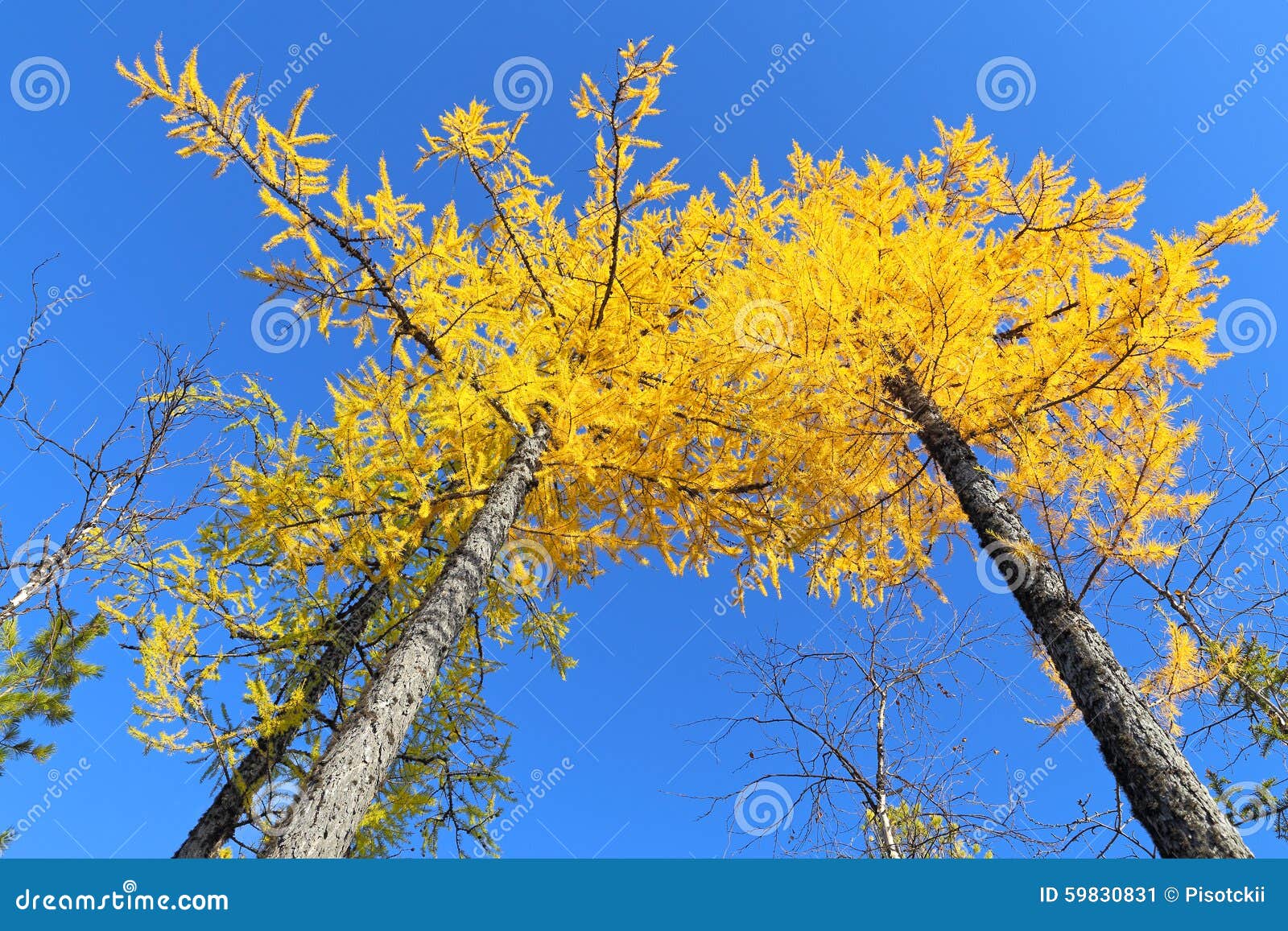 Larches in the fall stock image. Image of autumn, landscape - 59830831