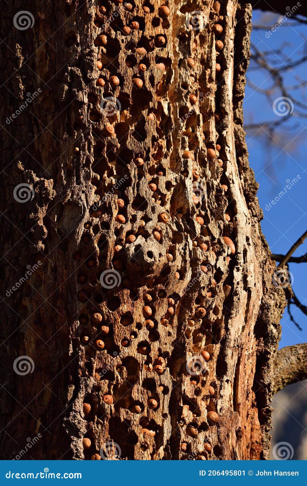 Larder tree stock image. Image of storage, outdoors - 206495801