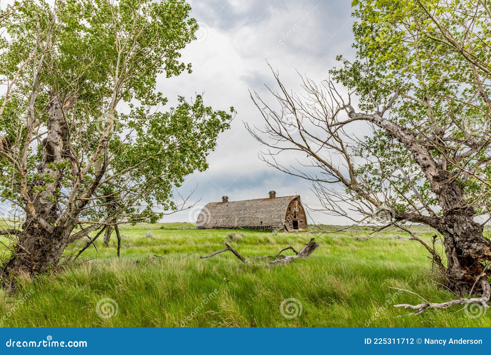 Large, Abandoned Barn on the Saskatchewan Prairies Framed by Two Trees ...