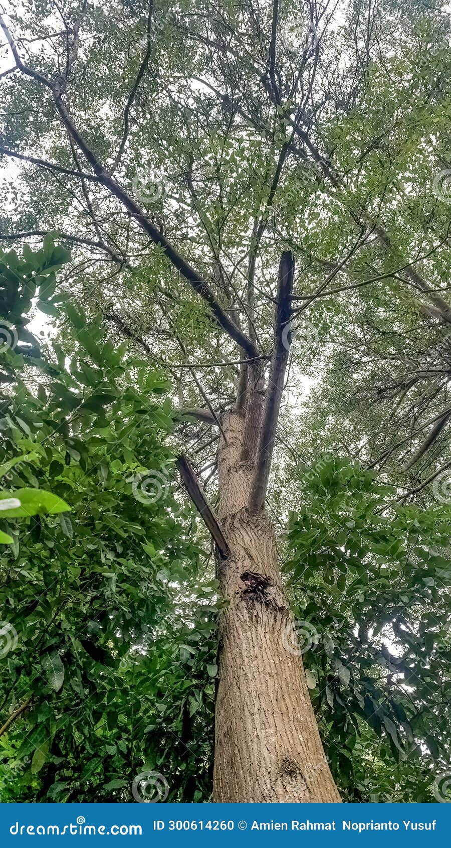 A Large Acacia Mangium Tree from a Low Angle Stock Photo - Image of ...