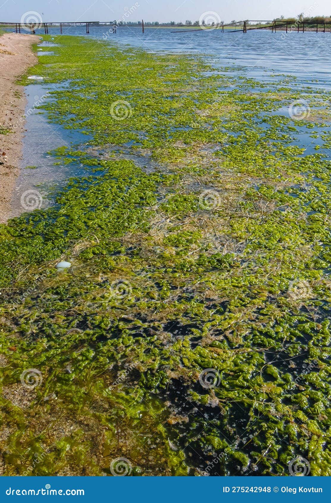 A Large Accumulation of Green Algae Ulva and Enteromorpha in a Shallow ...