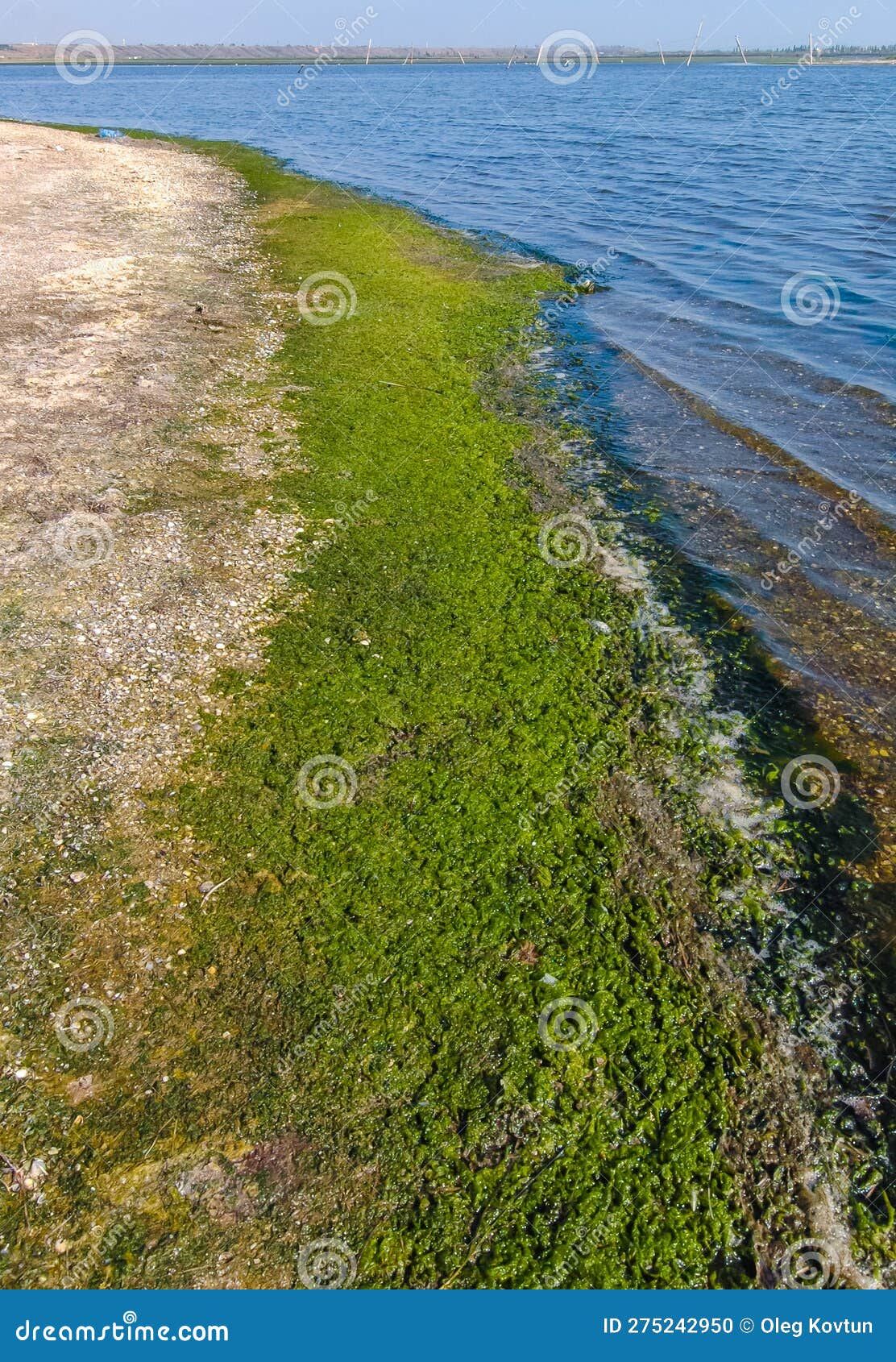 A Large Accumulation Of Green Algae Ulva And Enteromorpha In A Shallow ...