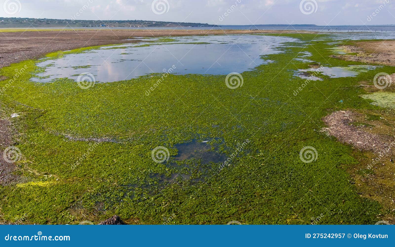 A Large Accumulation of Green Algae Ulva and Enteromorpha in a Shallow ...
