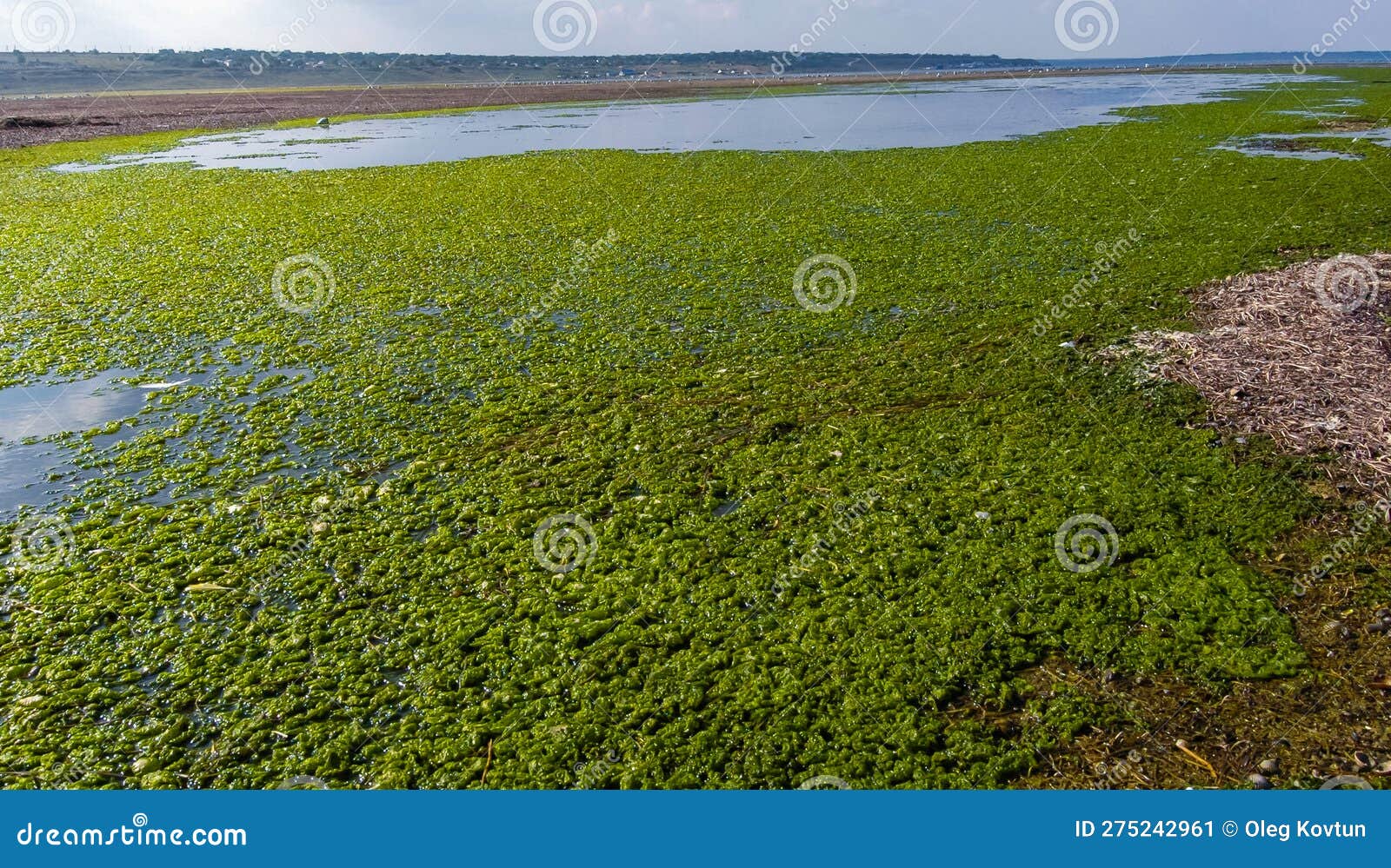 A Large Accumulation of Green Algae Ulva and Enteromorpha in a Shallow ...