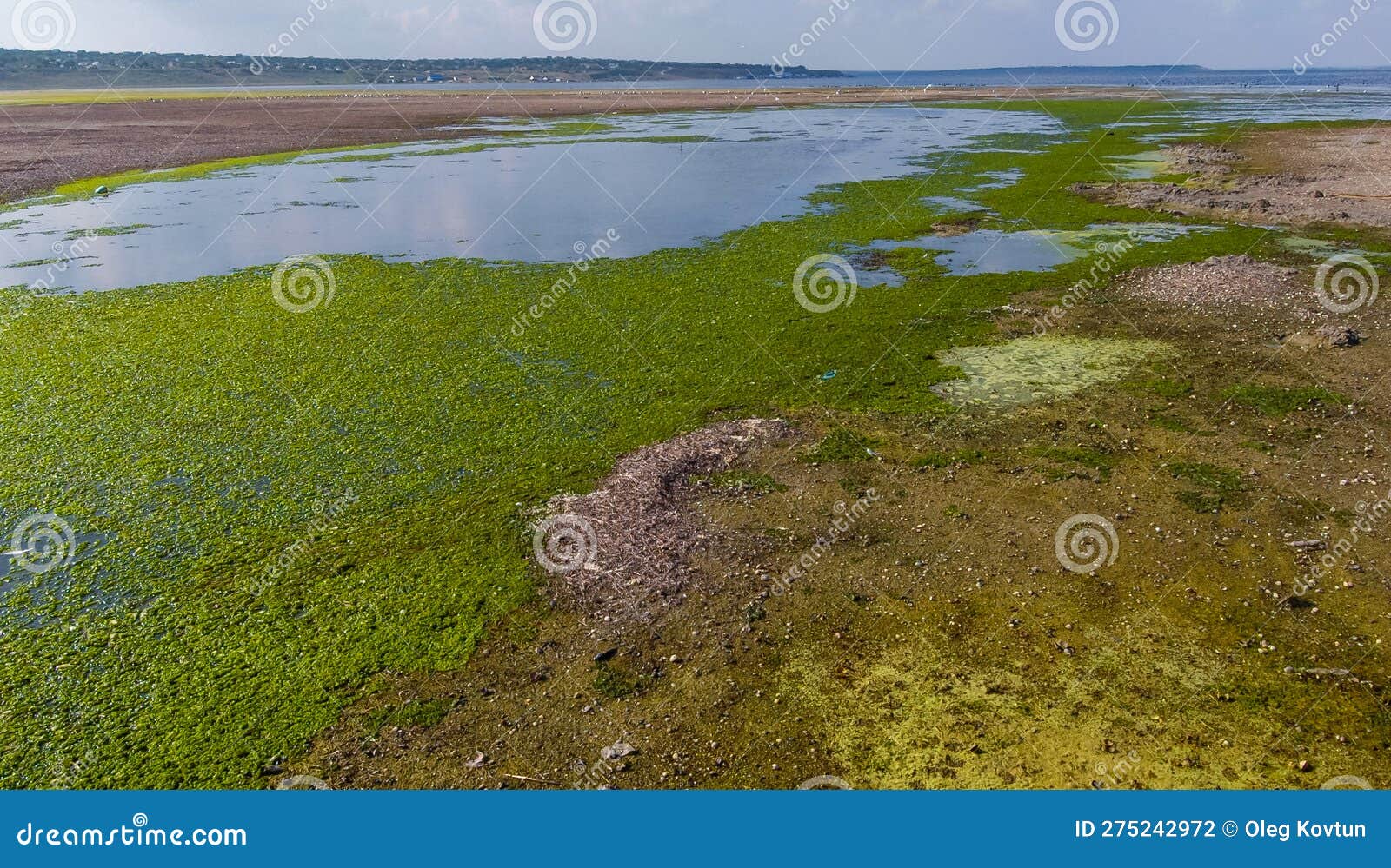 A Large Accumulation of Green Algae Ulva and Enteromorpha in a Shallow ...
