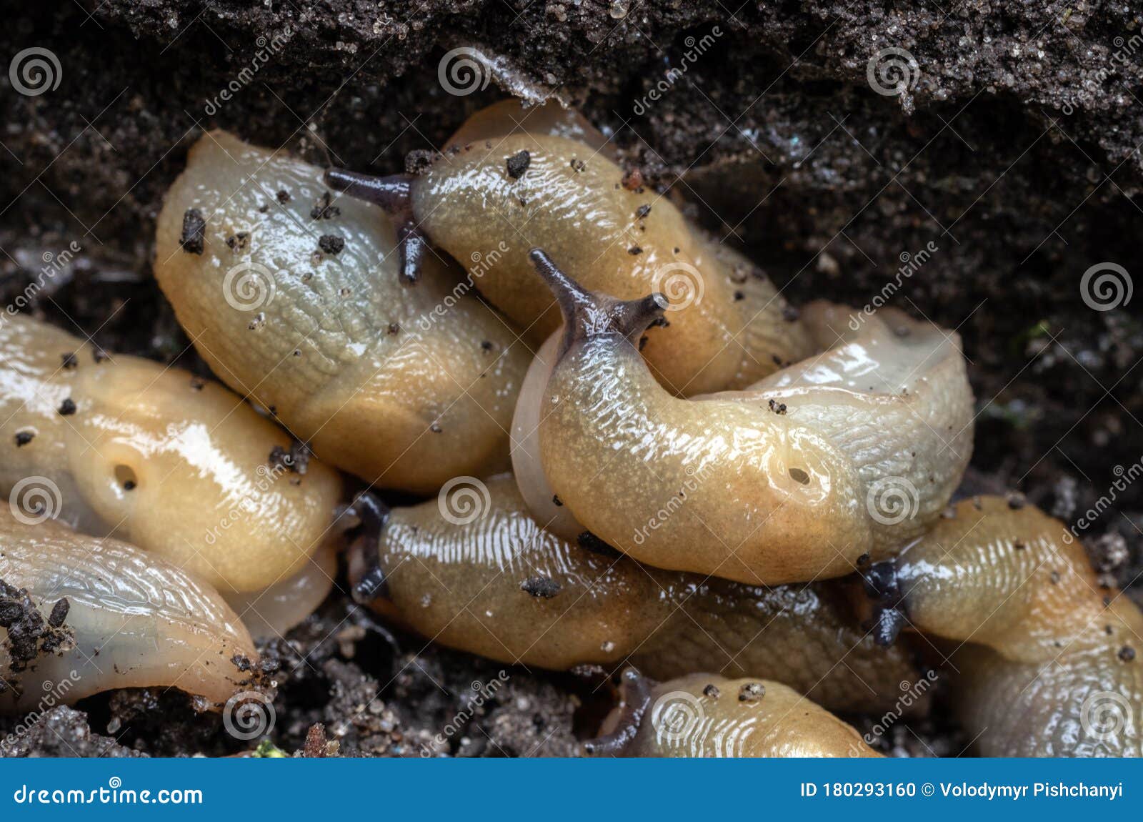 A Large Accumulation of Slugs on the Ground. Stock Photo - Image of ...