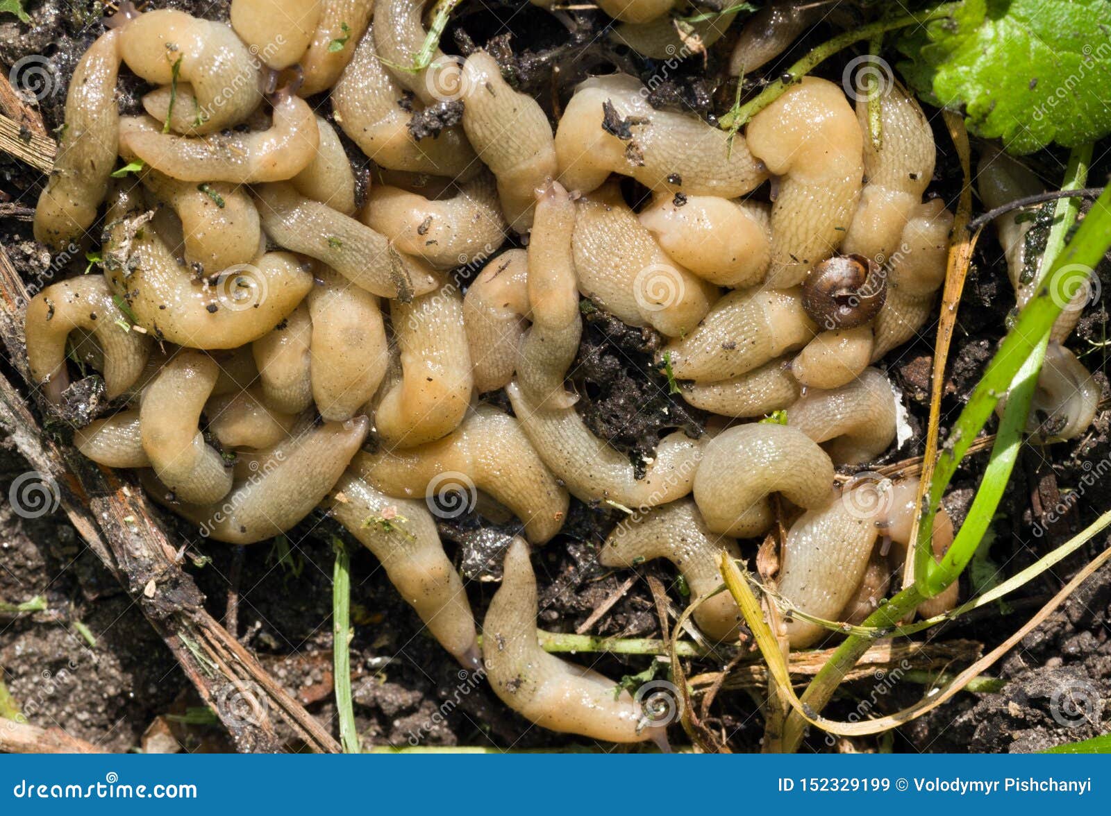 A Large Accumulation of Slugs on the Ground. Stock Image - Image of ...