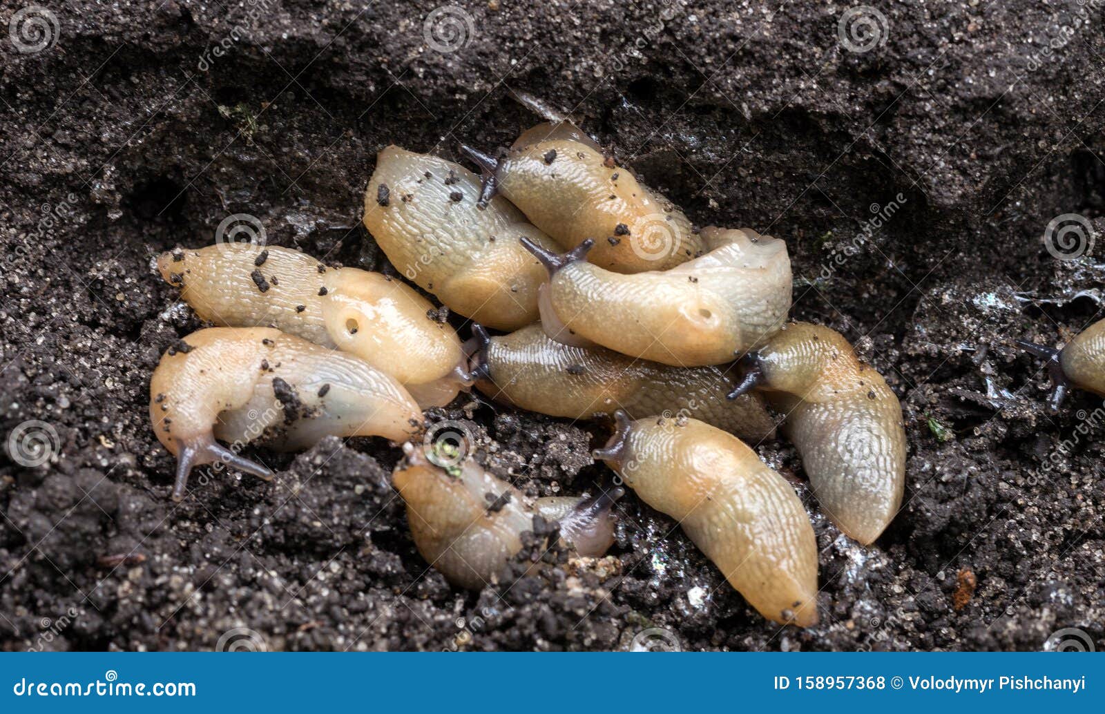 A Large Accumulation of Slugs on the Ground. Stock Photo - Image of ...