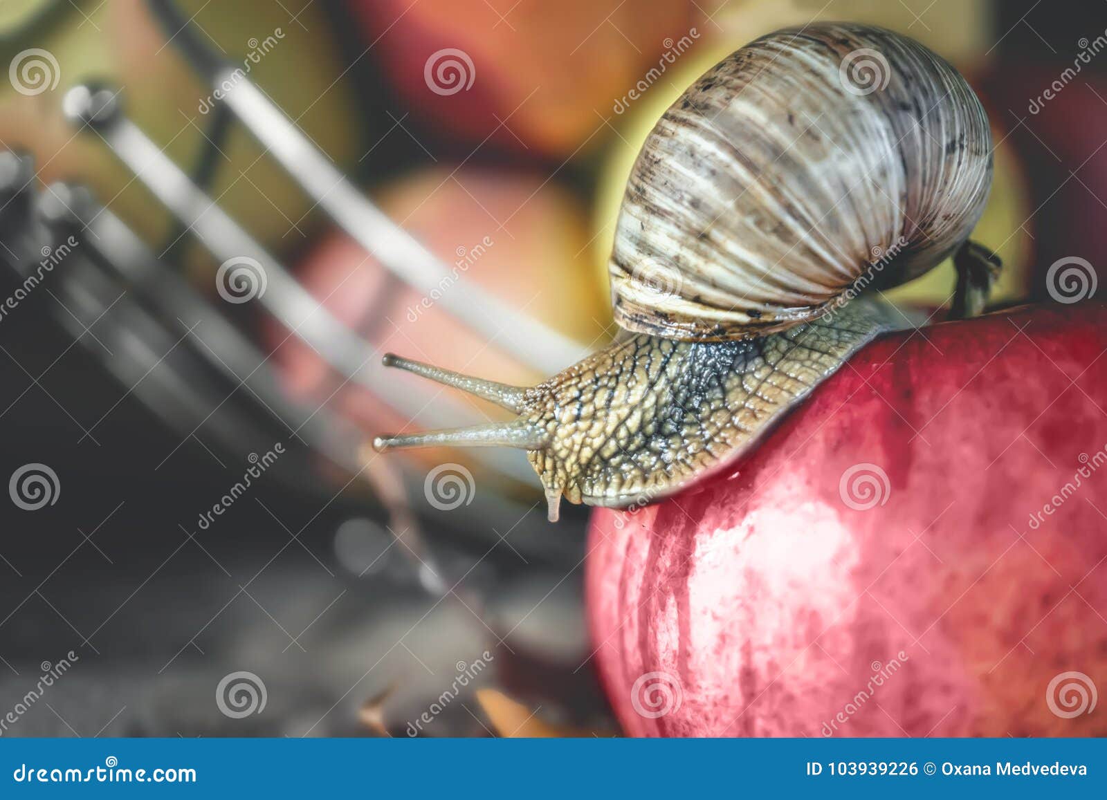 Large Achatina Snail On Giant Empty Shell Of Another On White ...
