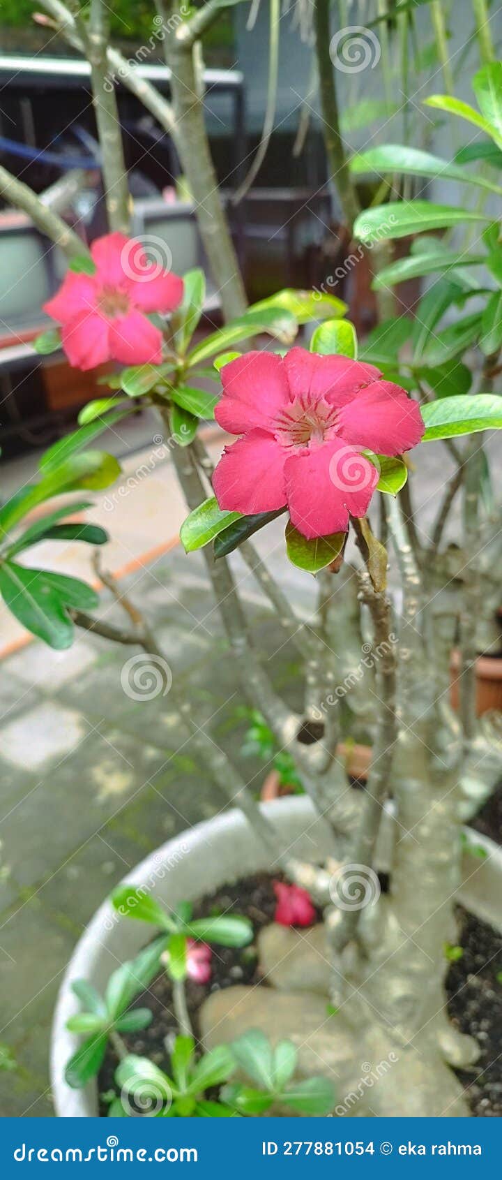 A Large Adenium Obesum in a Large Pot. Stock Photo - Image of produce ...